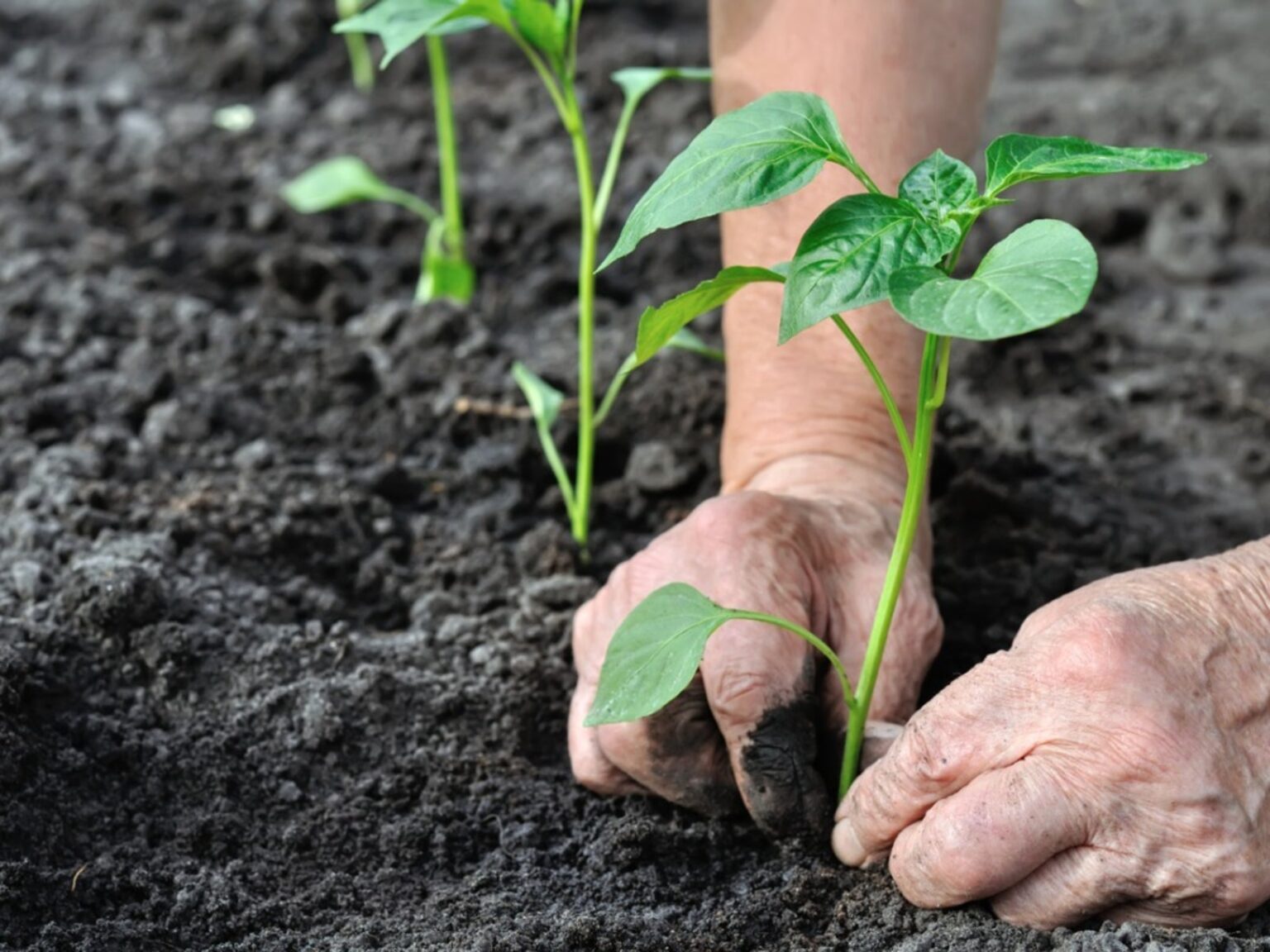 Consigli per la semina nel nord-est – Cosa piantare nei giardini a maggio