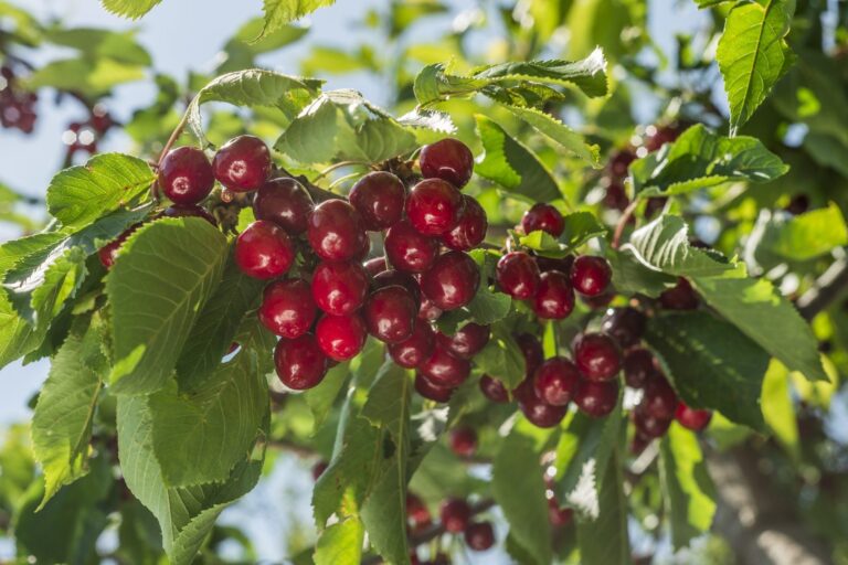 Engrais pour cerisiers : quand et comment fertiliser les cerisiers
