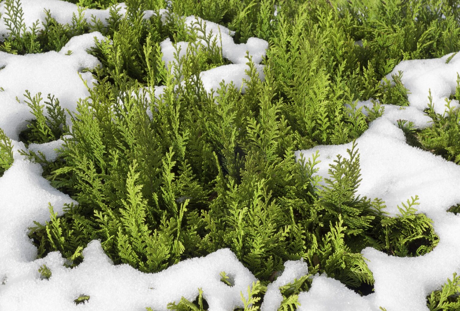 Cura invernale dell'arborvitae: cosa fare in caso di danni causati dal ...