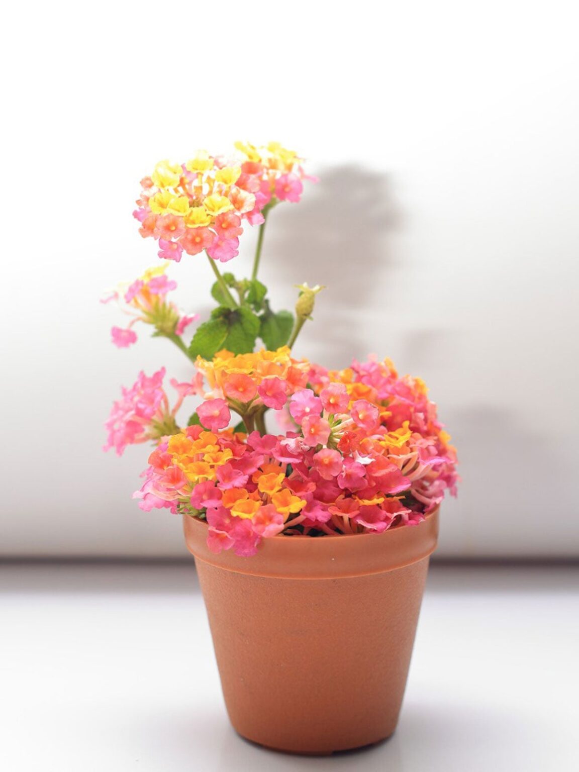 Svernamento delle piante di lantana – Come prendersi cura delle lantane ...