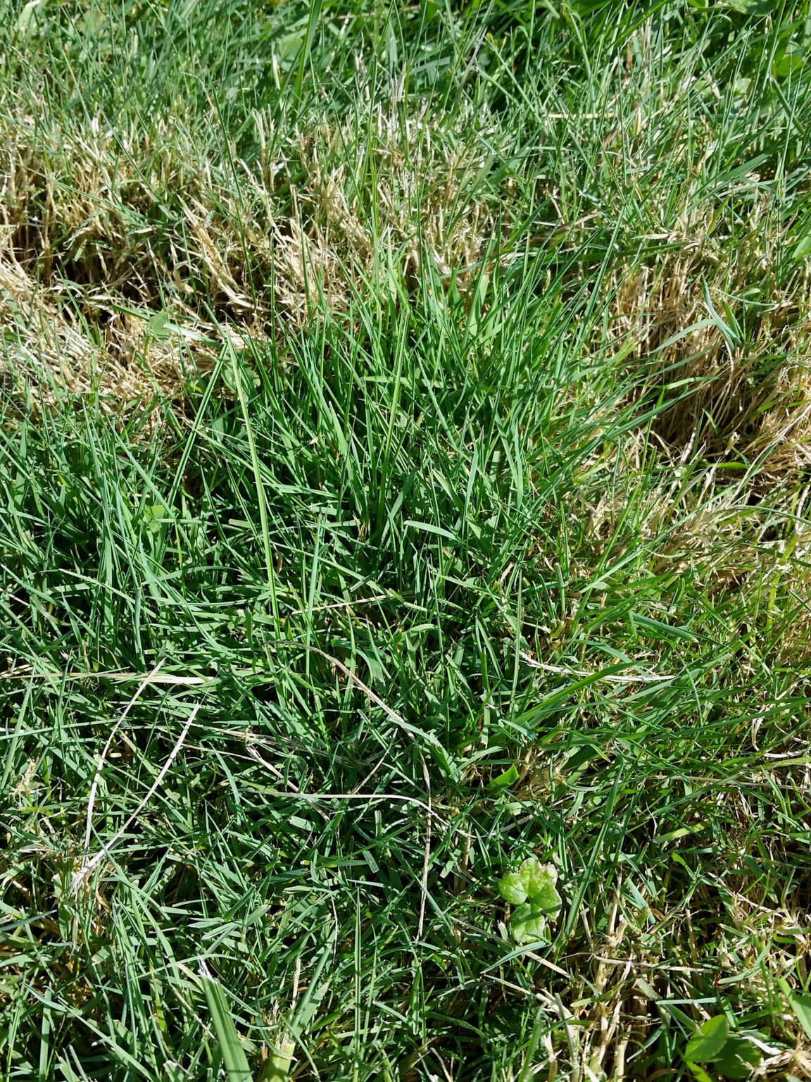 Piantare la festuca rossa: come coltivare l'erba festuca rossa strisciante
