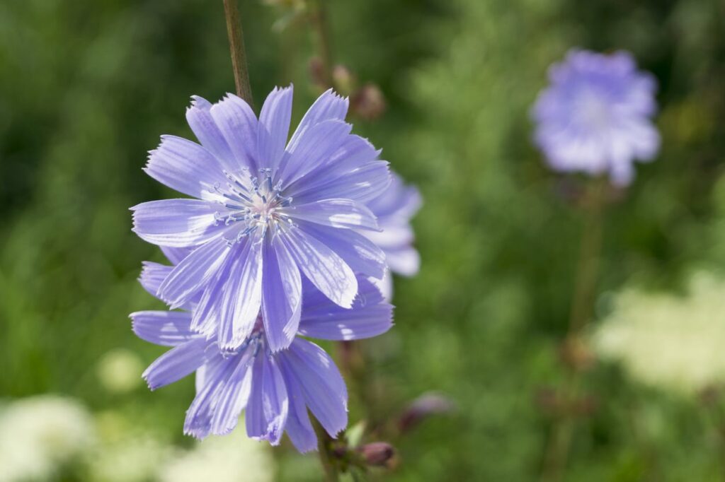 Taille des plants de chicorée : faut-il tailler la chicorée
