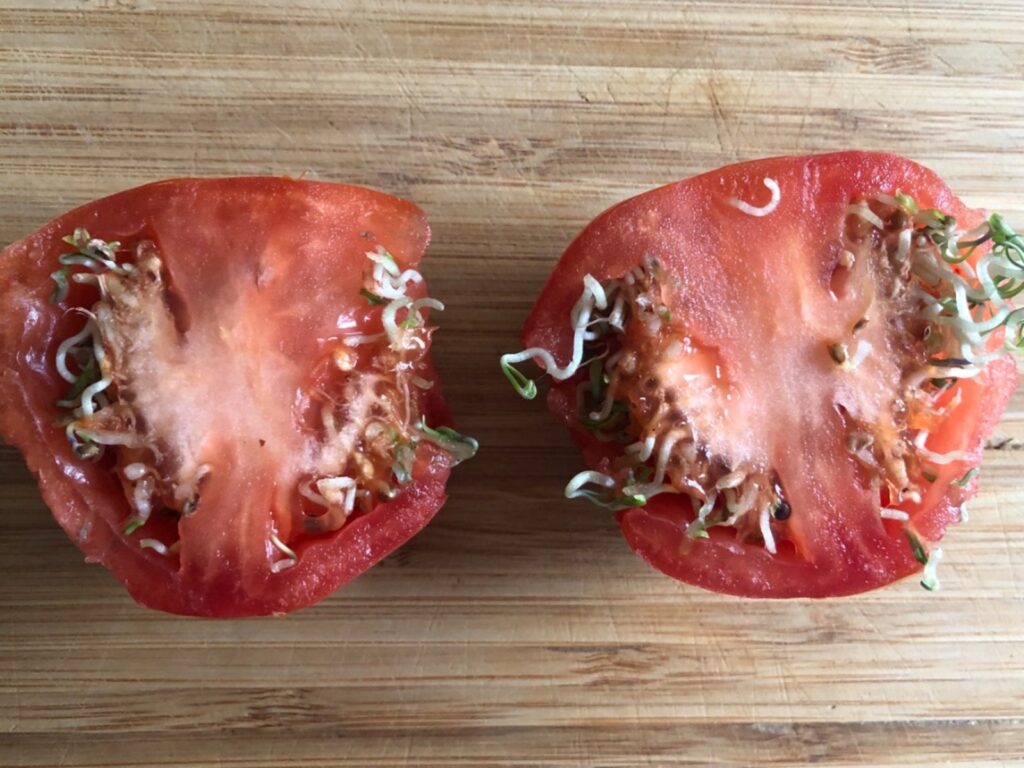 Viviparità del pomodoro: scopri come germinano i semi in un pomodoro