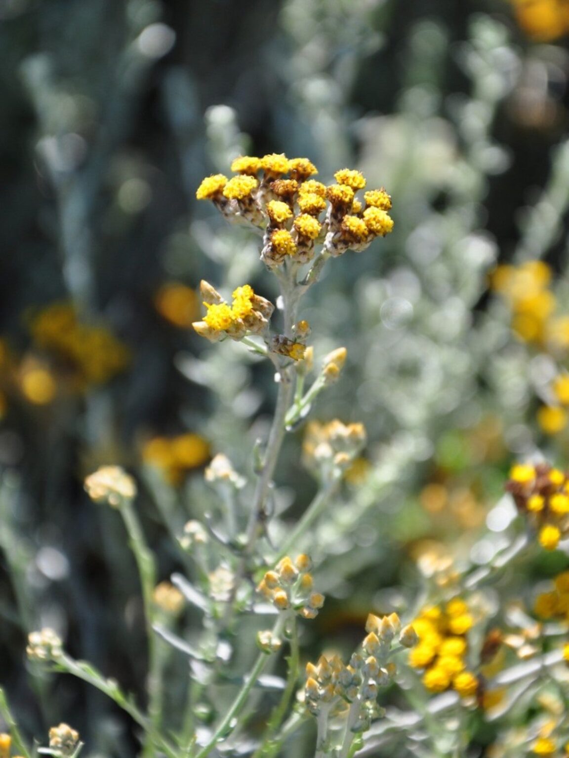 Vad är silvergräs - Odling av Helichrysum silvergräs