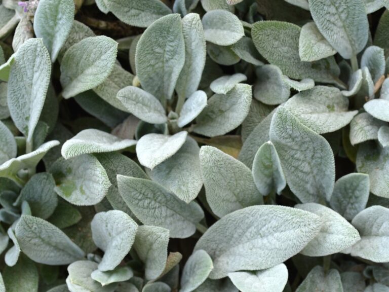 Plantes argentées : utiliser des plantes à feuilles argentées pour ...