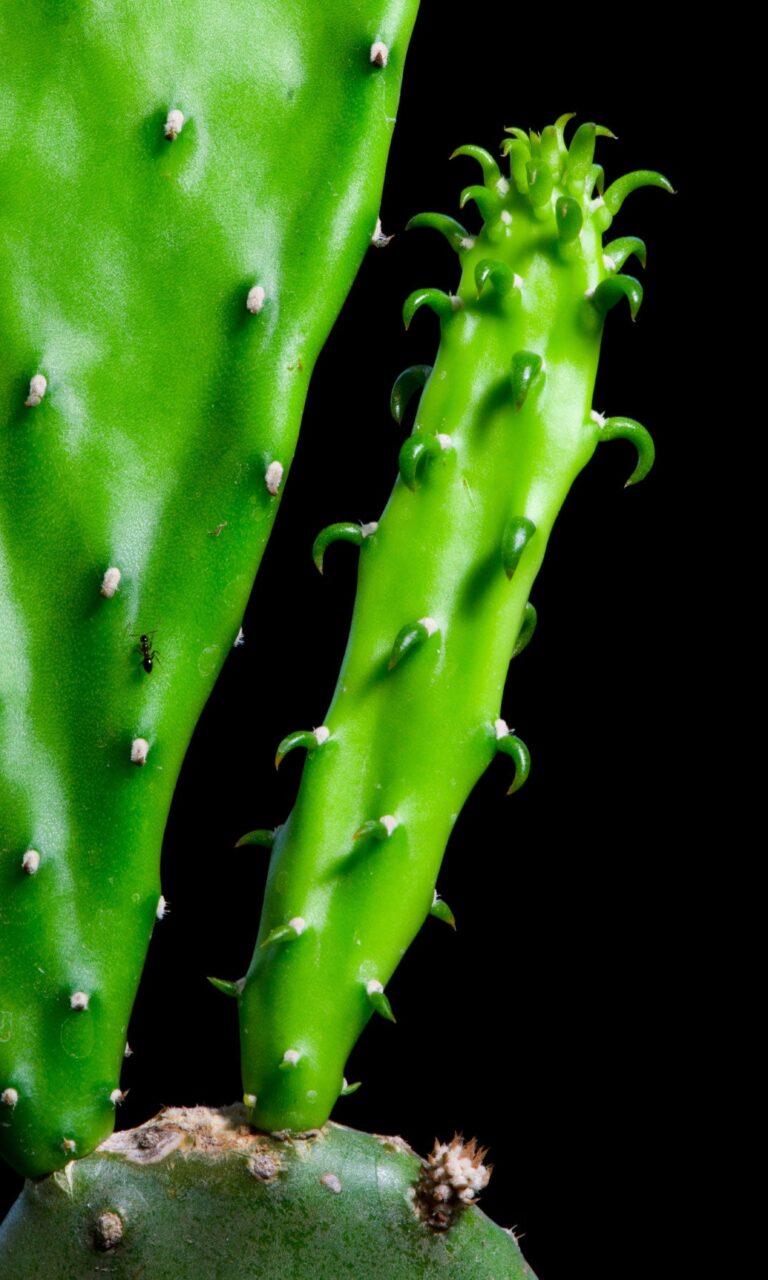 Eliminar las ramificaciones del cactus: cómo eliminar los retoños del ...