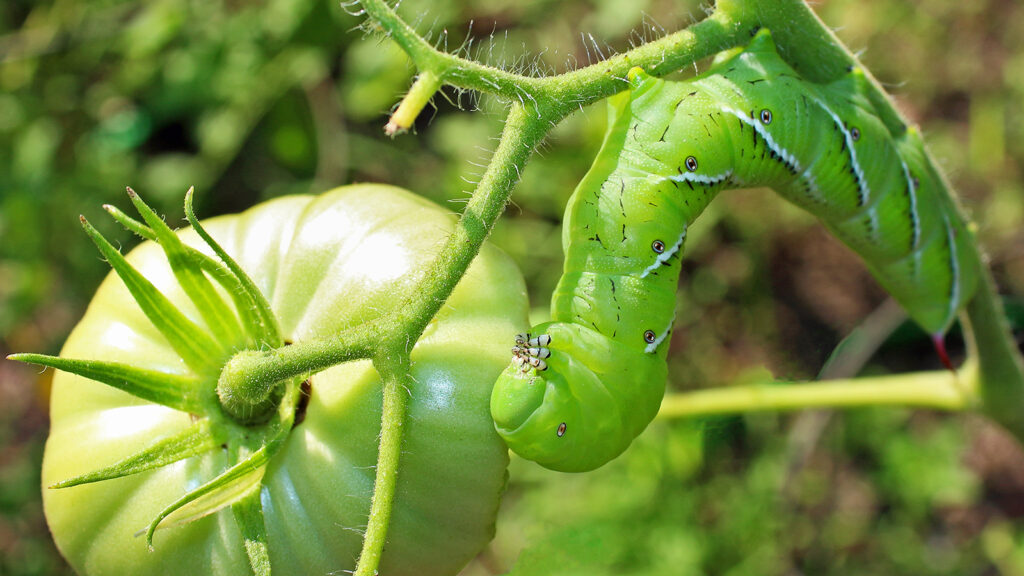 Come sbarazzarsi dei bruchi del pomodoro: 5 soluzioni naturali per ...